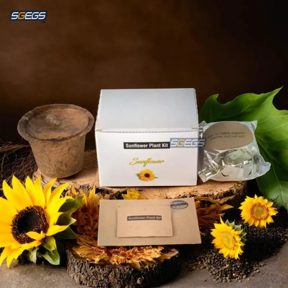 Buy Sunflower Plantation Kit in White Box Small, Unique Corporate Gifts Online in India - SGEGS ...